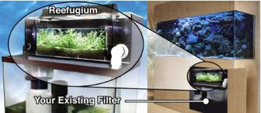 Refugium System | EcoSystem Aquarium
