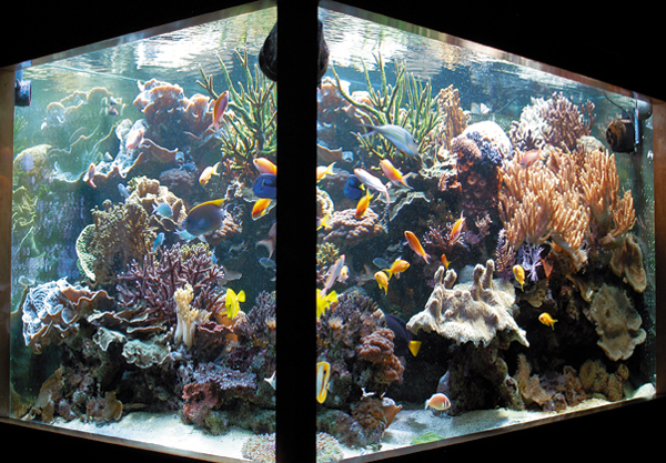 Doing What Comes Naturally | EcoSystem AquariumEcoSystem Aquarium